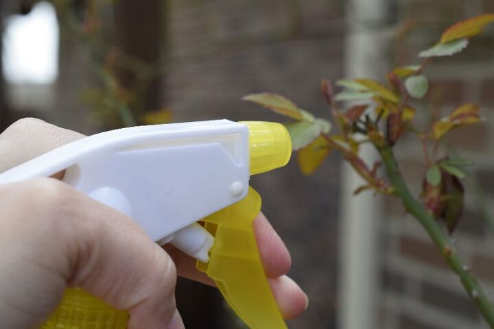 Easy Homemade Fungicide Spray For Plants Two Ingredients