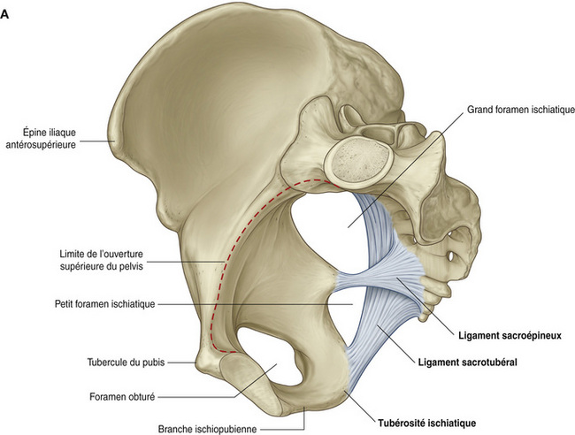 5 Pelvis Et Périnée Medicine Key