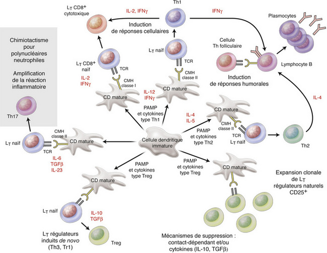 1 Immunologie Générale Medicine Key