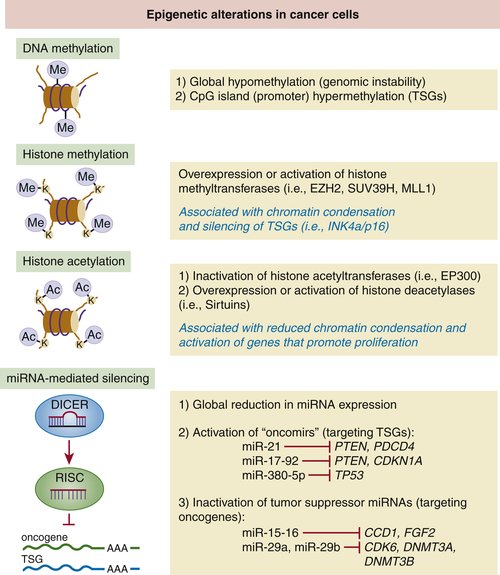 Tumor Suppressor Genes Clinical Gate