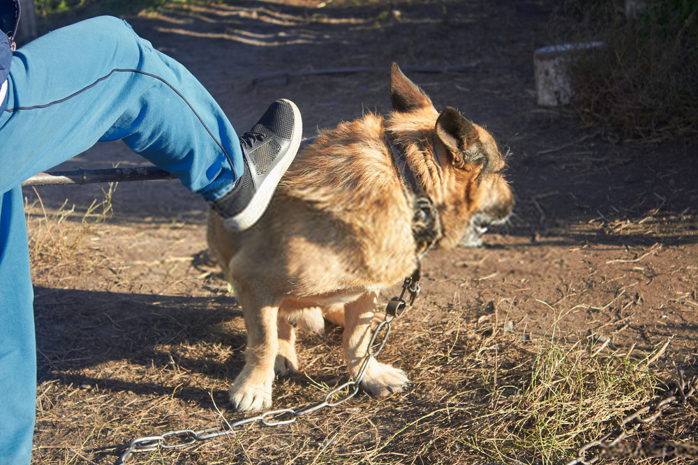 Best Way To Punish A Dog Canine Discipline Guide