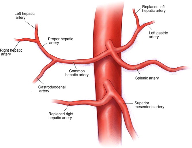 Anatomy Of The Liver The Liver Lobes Ligaments Vasculature