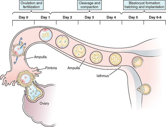 Normal Fertilization And Implantation Abdominal Key