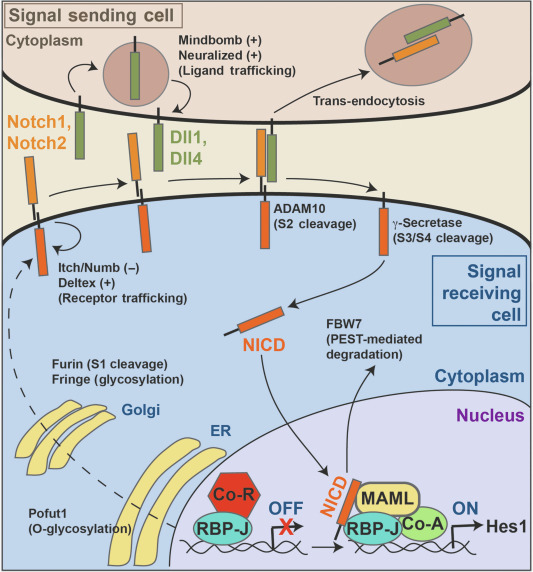 Notch Pathway Regulation Of Intestinal Cell Fate Abdominal Key