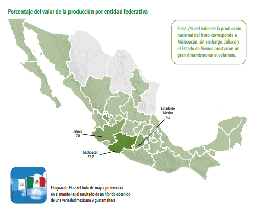 Cultivo De Aguacate En México Agroproductores