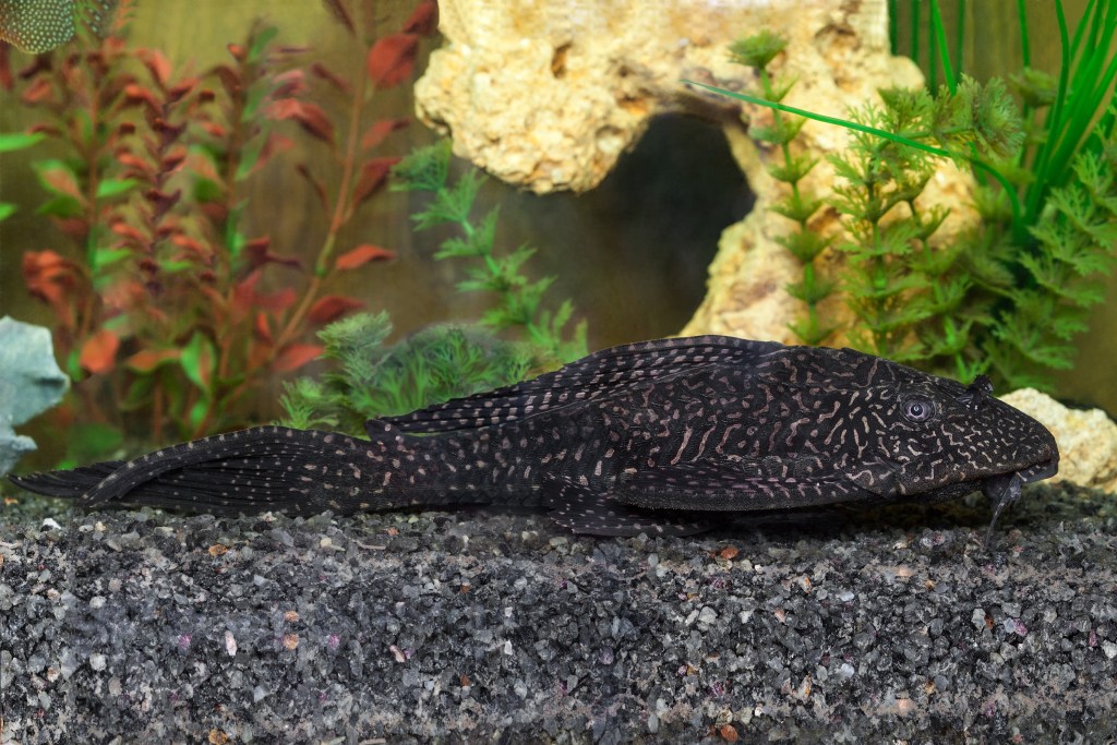 Common Pleco The Care Feeding And Breeding Of Common Plecos