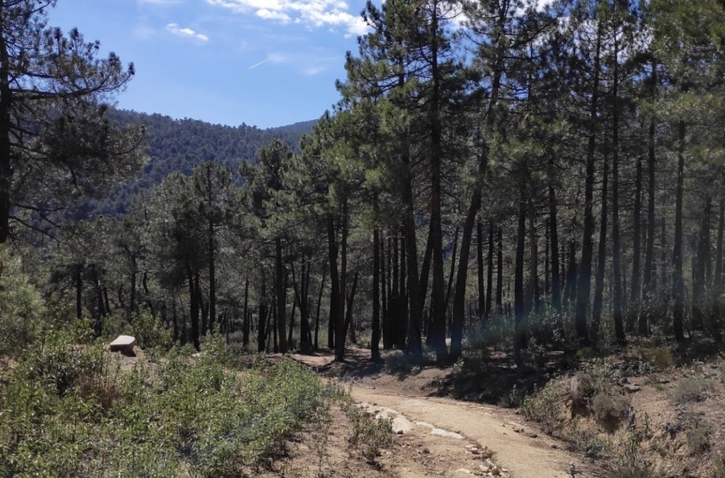 El Parque Nacional De La Sierra De Guadarrama Recibe Sesenta Nuevos