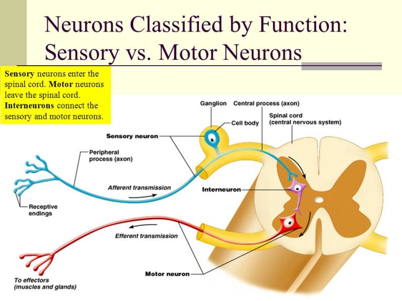 Upper Motor Neuron And Lower Motor Neuron Syndromes Bone And Spine