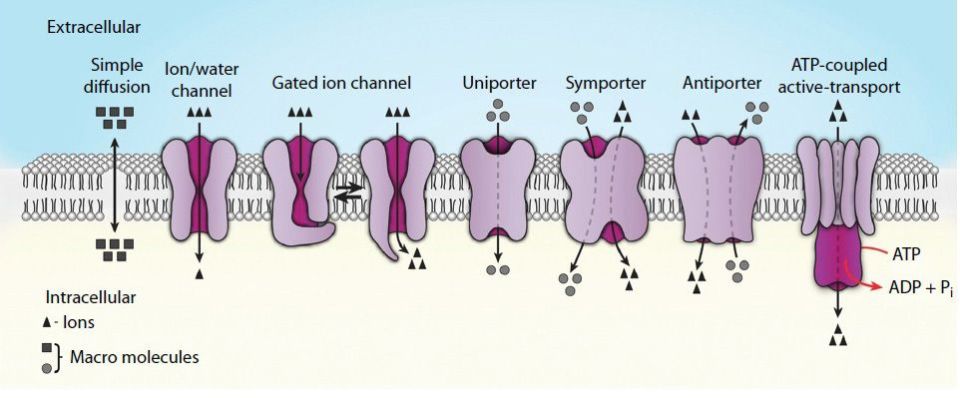 7 Biological Membranes And Membrane Transport Basicmedical Key