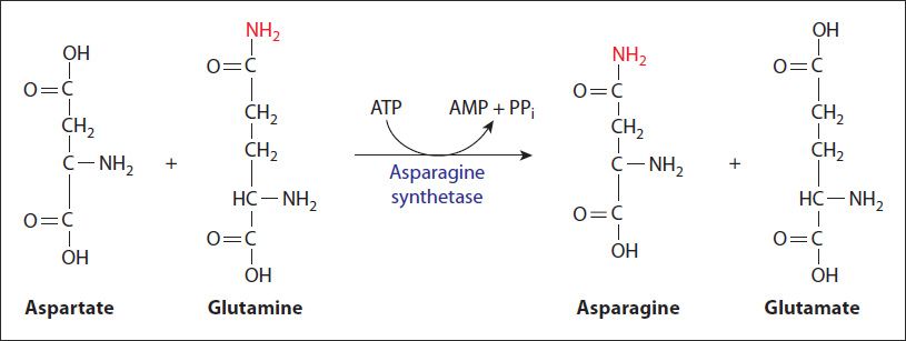 30 Nitrogen Amino Acid Metabolism Basicmedical Key