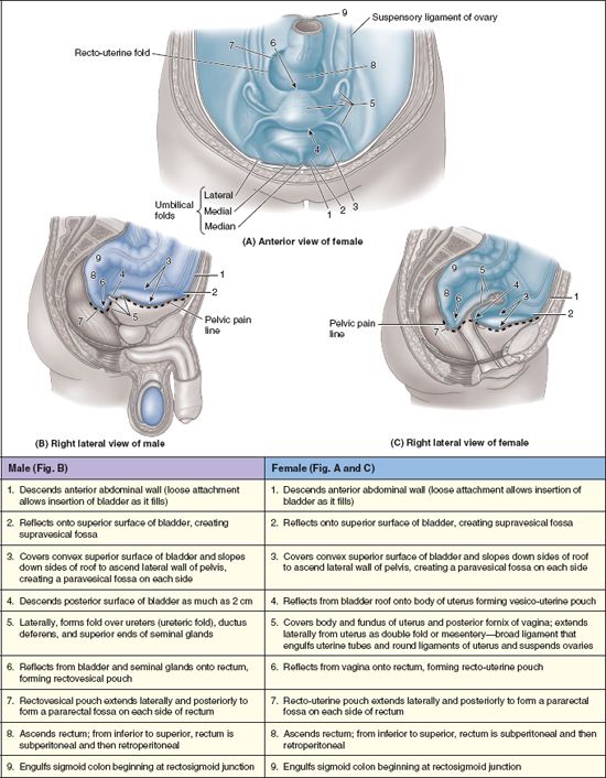 Pelvis And Perineum Basicmedical Key