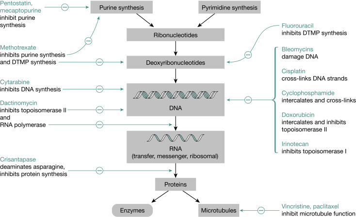 Prescribing And Personalizing Drug Treatments Basicmedical Key