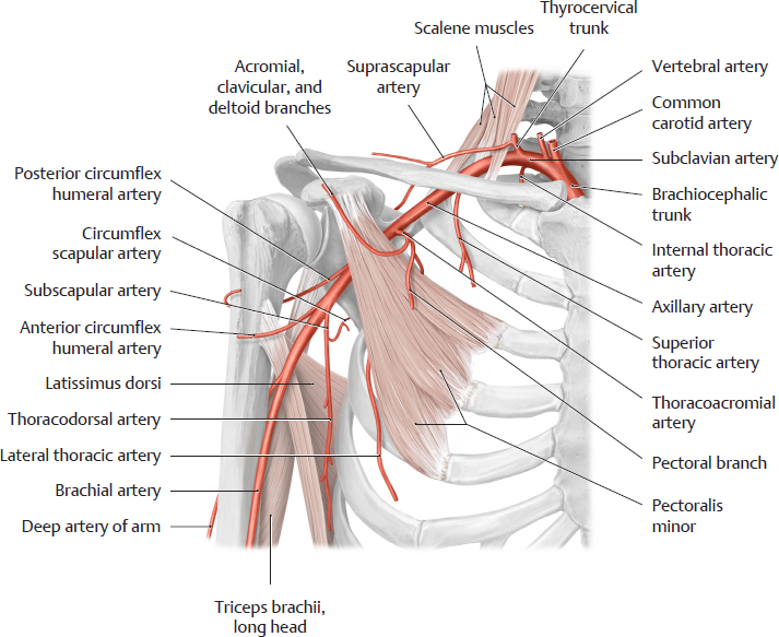 Neurovascular Systems Topographical Anatomy Basicmedical Key