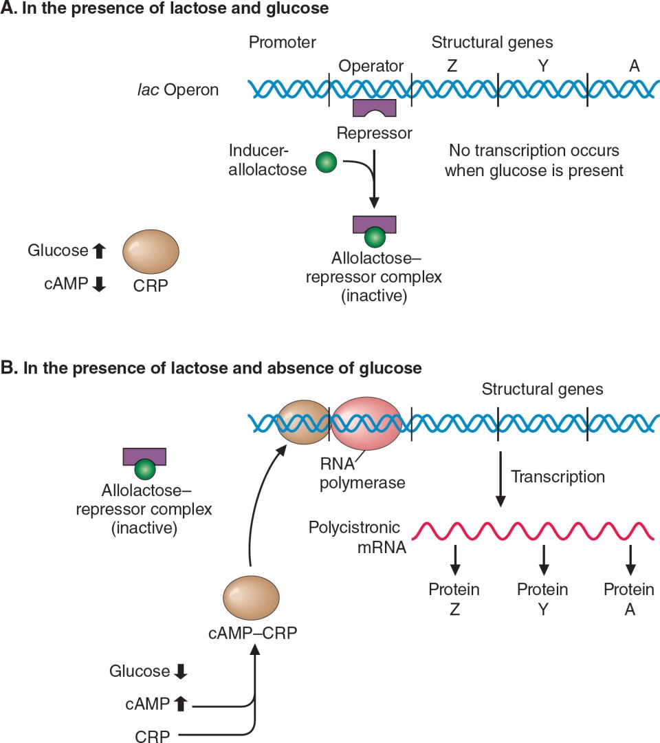 Regulation Of Gene Expression Basicmedical Key