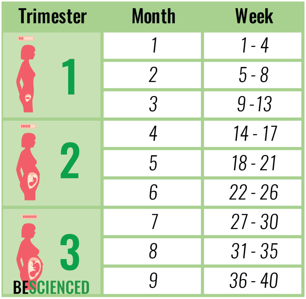 How To Calculate Pregnancy In Weeks Months And Trimesters Bescienced