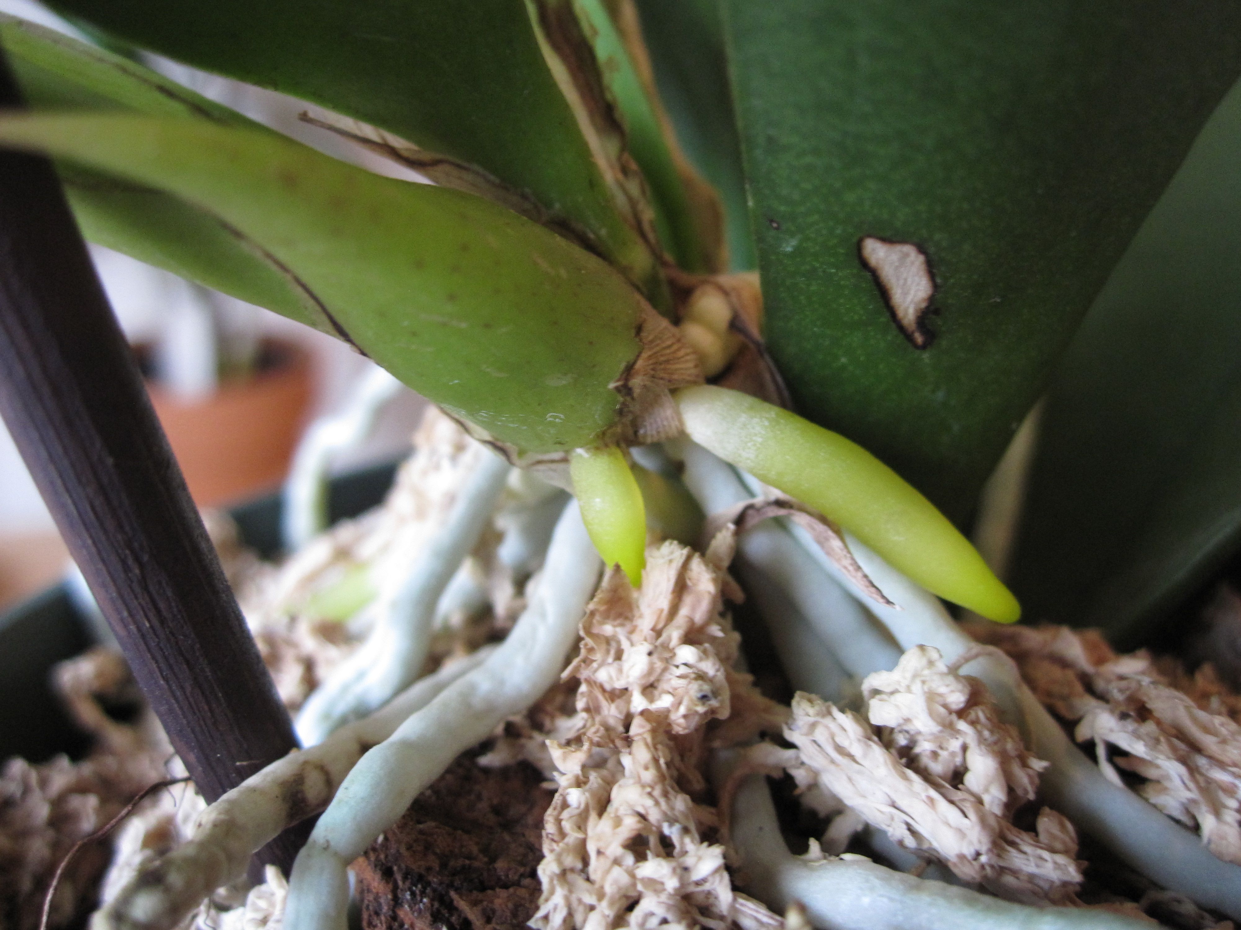 How To Tell The Difference Between Orchid Roots And Orchid Spikes