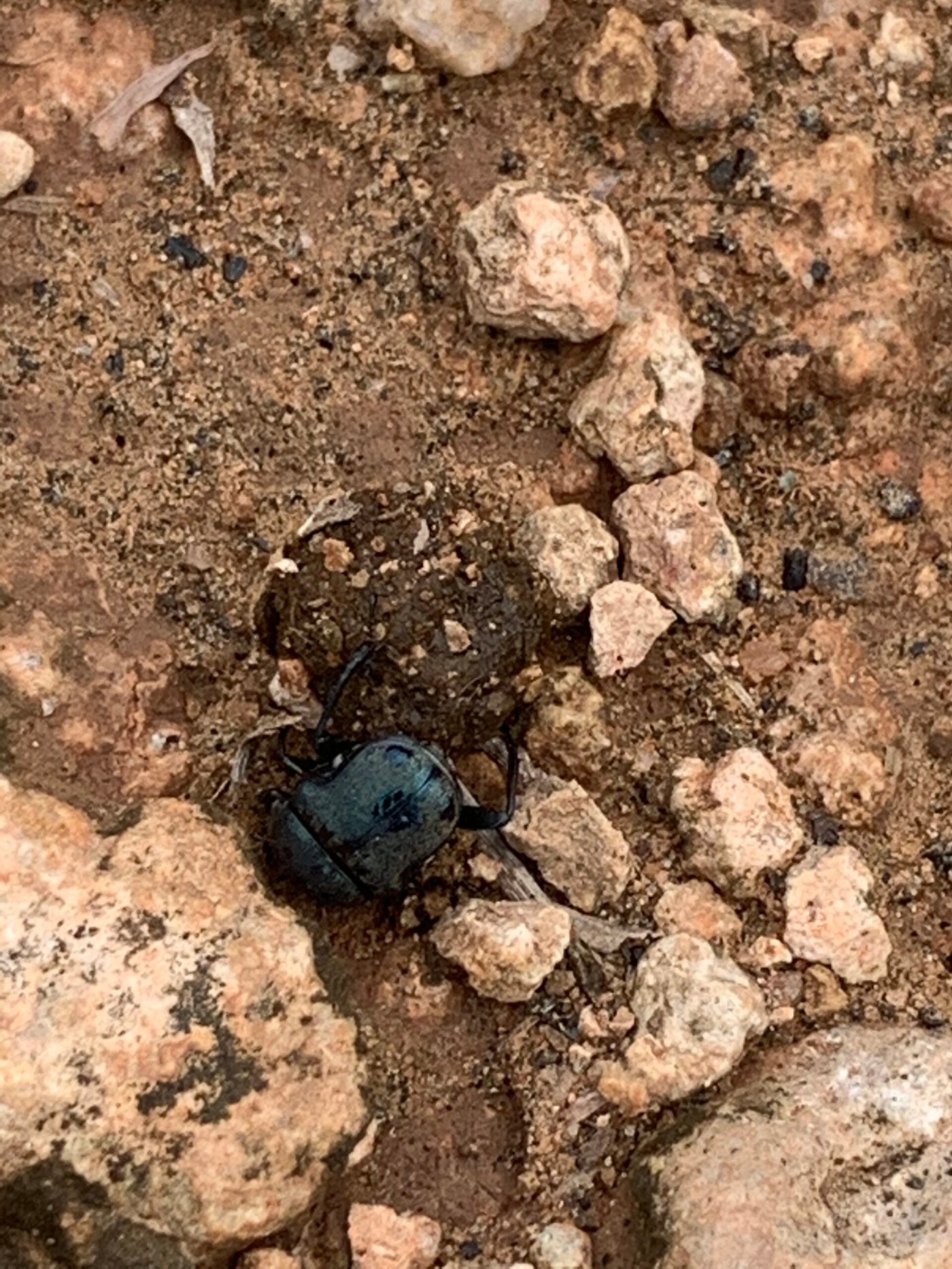 Stargazing Dung Beetles Blue Jay Diaries