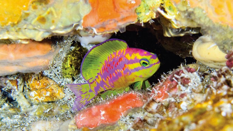 New Species Of Dazzling Fish Named Aphrodite Blog