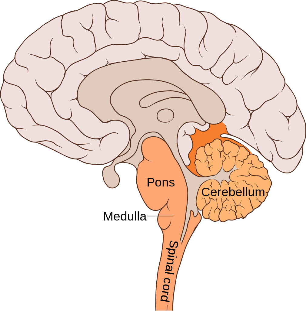 Brainstem Definition Location Function Anatomy And Diagram