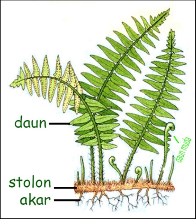 Metagenesis Tumbuhan Paku Lengkap Dengan Pembahsannya