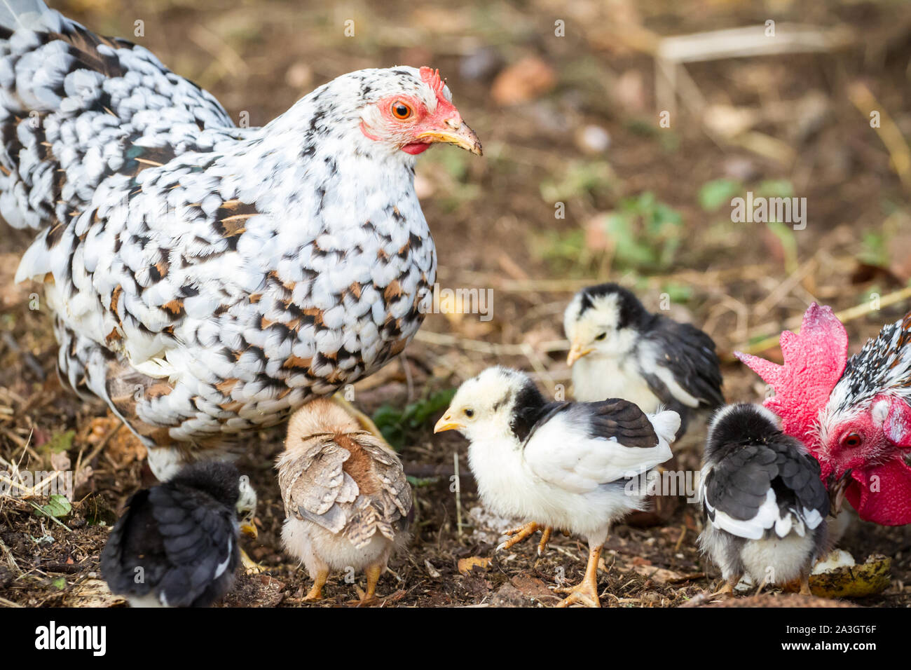 Gallina Y Sus Polluelos Como Se Reproducen Las Gallinas Fecundacion E