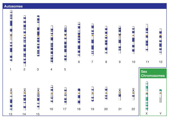 81 Human Chromosomes And Genes Guest Hollow