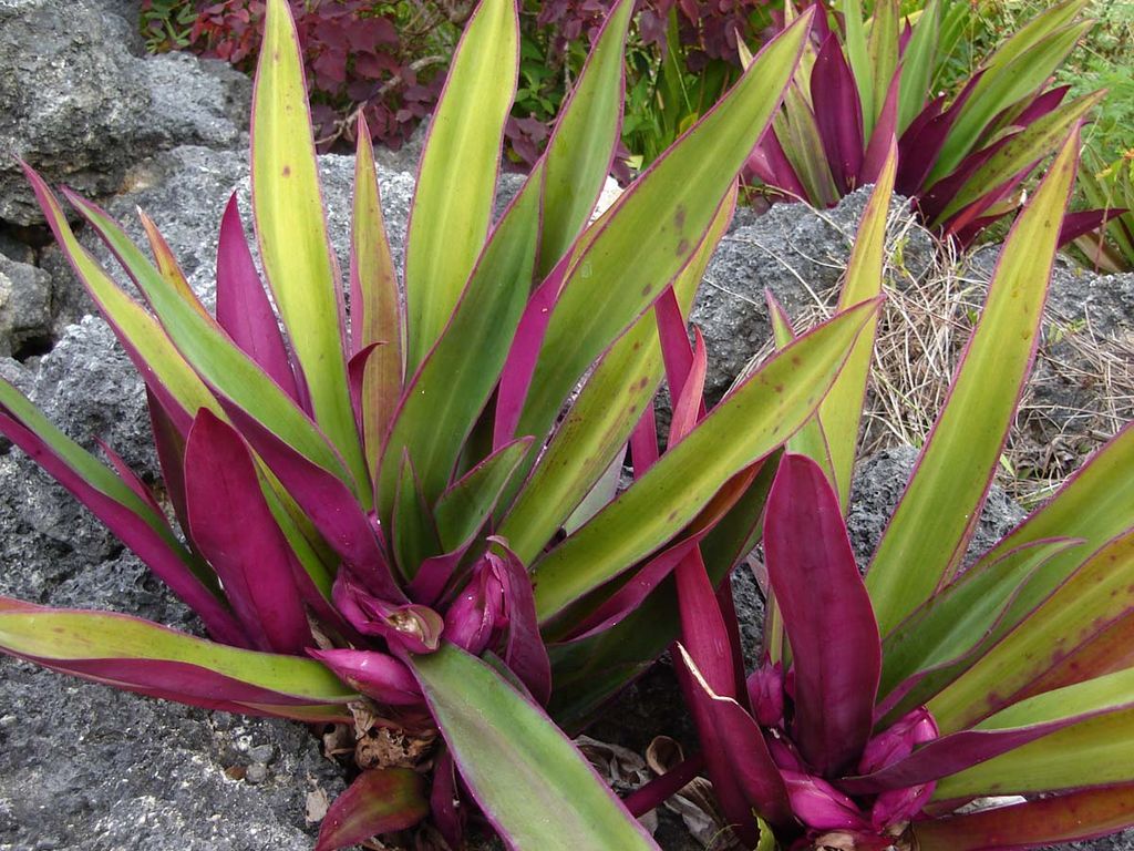 Abacaxi Roxo Saiba Tudo Sobre Essa Planta Guia Das Suculentas