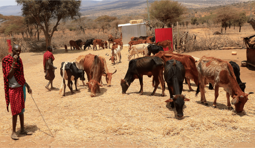 Drought Kenyas Maasai Sell Starving Cows For Peanuts