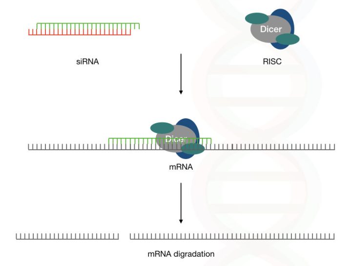 Sirna Small Interfering Rna Structure And Function