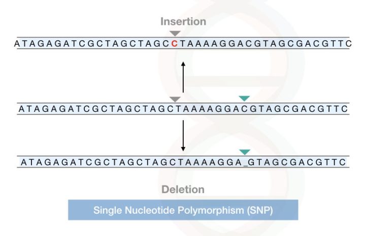 An Introduction To Single Nucleotide Polymorphism Snp