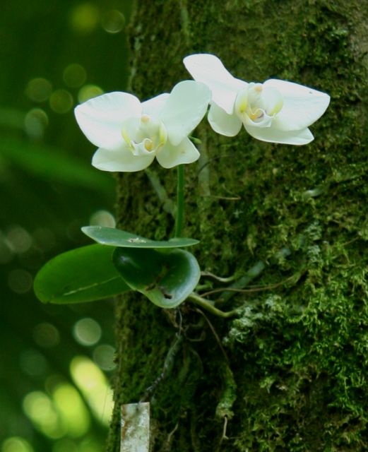 Cum Cresc Orhideele Phalaenopsis în Mediul Lor Natural Georgia Doro