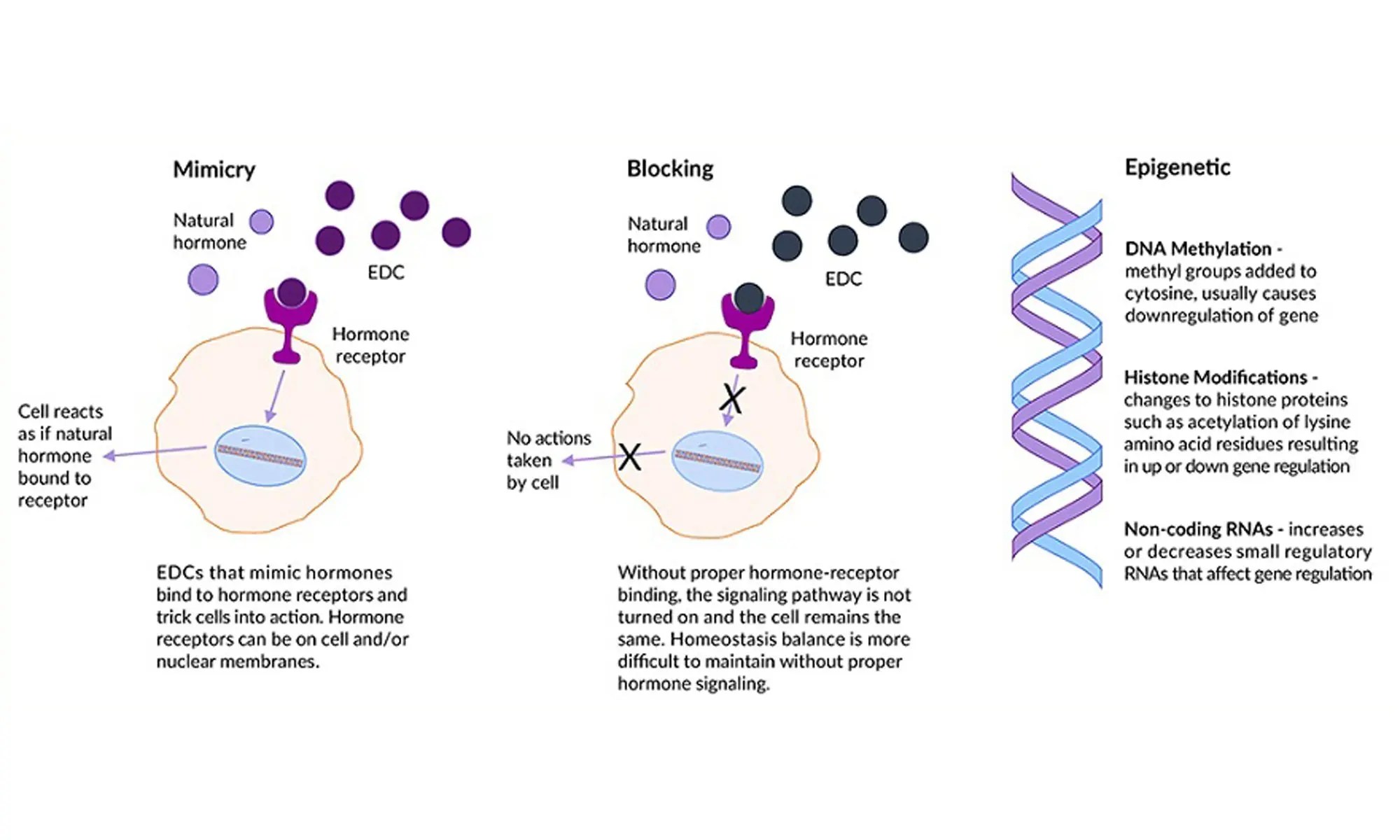 Endocrine Disruption Of Oestrogen Action And Female Reproductive Tract