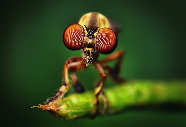 17 Beautiful Images With Shallow Depth Of Field