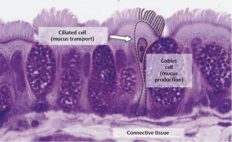 United Airway Disease