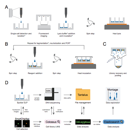 Dap Seq For Higher Throughput Transcription Factor Analysis Enseqlopedia