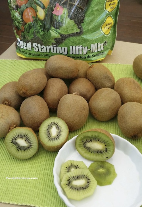 How To Grow Kiwi From Store Bought Kiwi Fruit The Foodie Gardener™