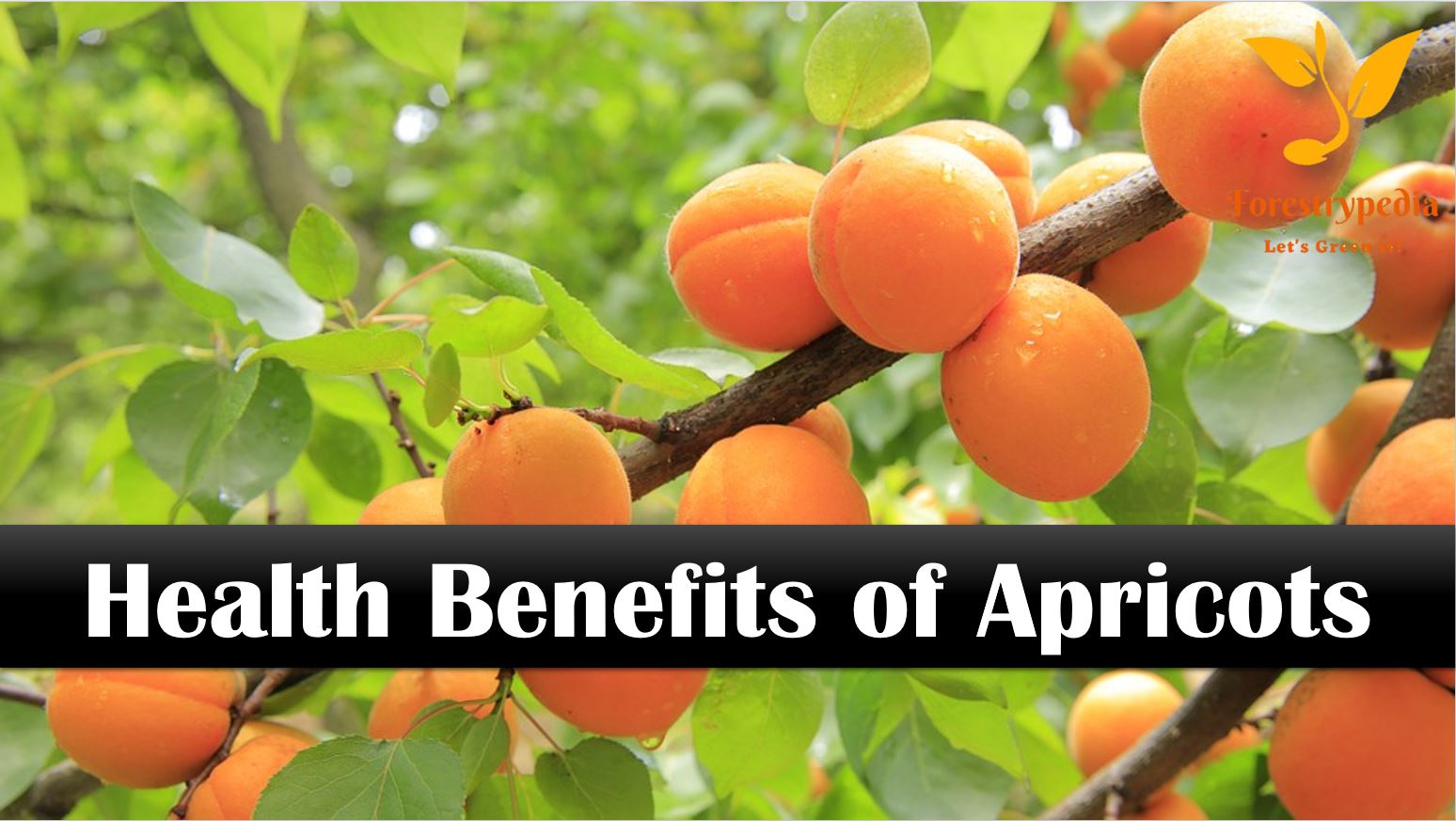 9 Health Benefits Of Apricots Forestrypedia