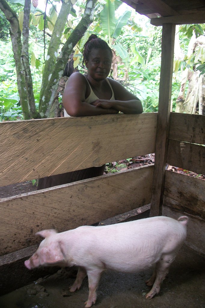 Pig Rearing In Kenya Uganda Piggery Farming Africa Pig Business