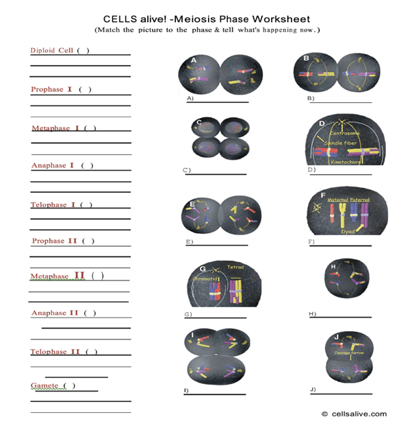 Meiosis Matching Worksheet Meiosis And Sexual Reproduction Worksheet