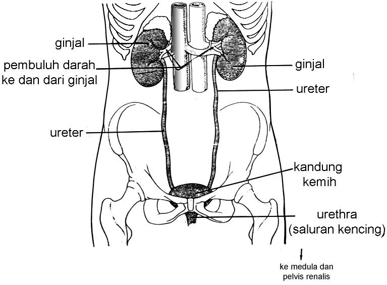 Proses Terjadinya Urine Pada Ginjal Ilmu