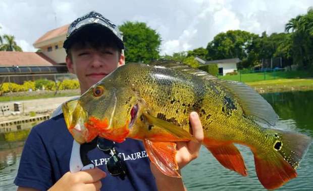 Fishing Reports Peacock Bass Fishing In The Usa In Florida