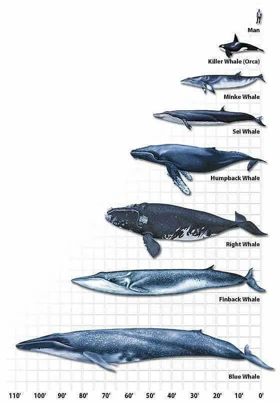 Blue Whales Size Comparison