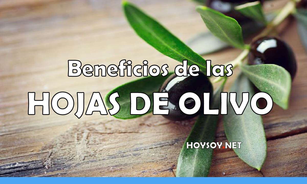 Beneficios De La Hoja De Olivo Para Tu Salud