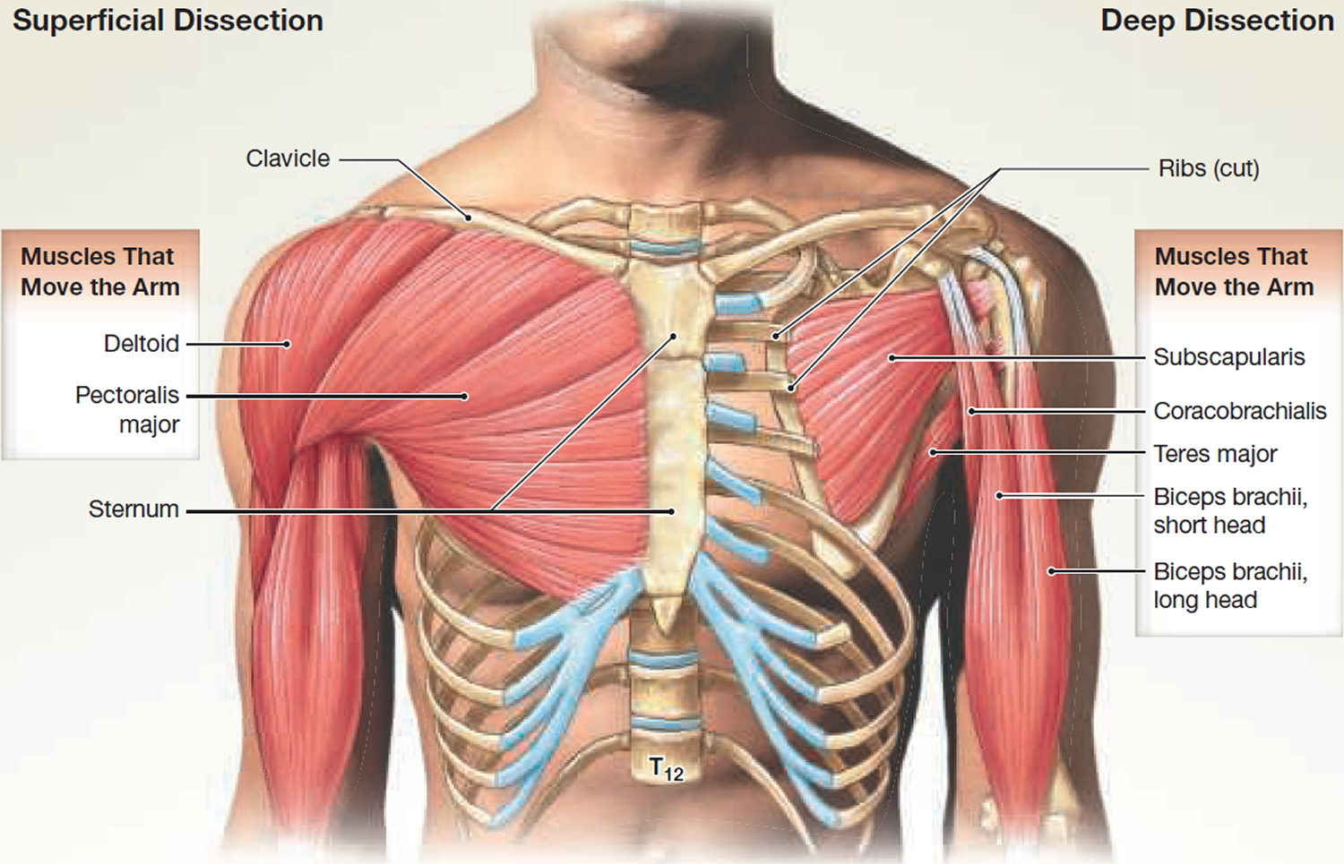 Muscles Of The Chest Abdomen And Thigh Superficial Dissection