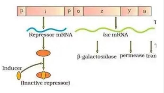 Lac Operon Diagram To Label Structural Explanation For Allolactose