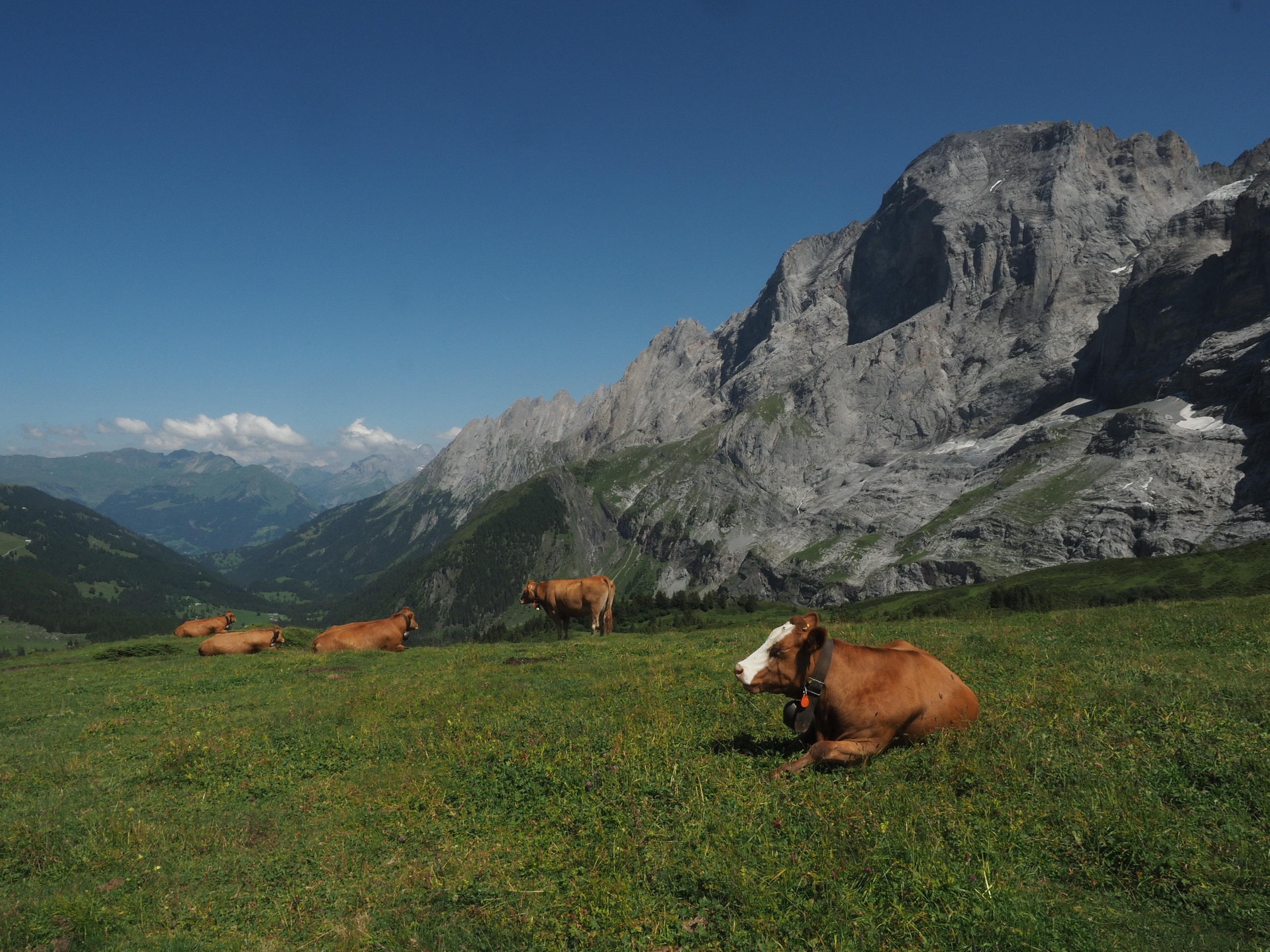 Berner Oberland