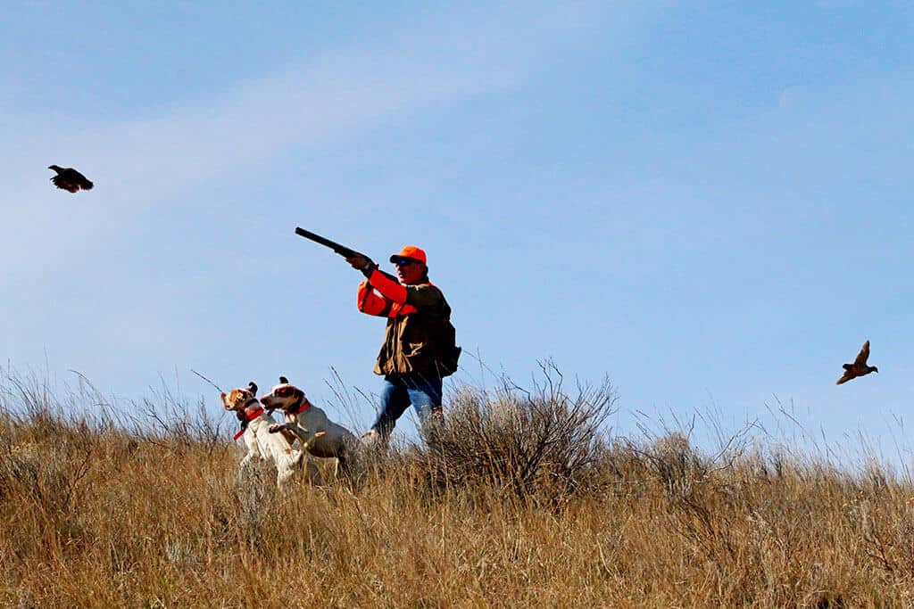 Upland Bird Hunting Ruggs Ranch