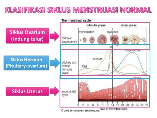 Siklus Menstruasi Normal Dan Abnormal