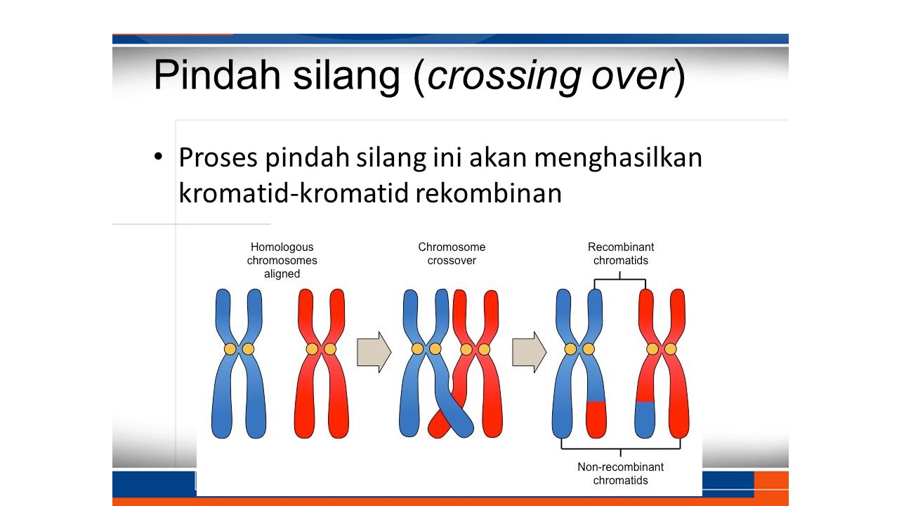 Crossing Over Kromosom Terjadi Pada Fase Brain