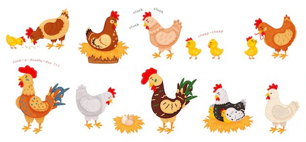 Pollitos Dibujo Gallina Para Niños Conjunto De Gallo Gallina Y Los